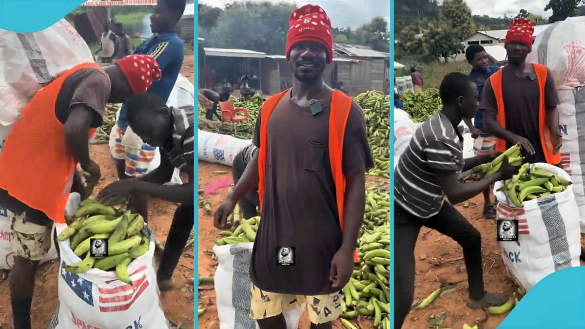 Inside Ghana’s informal sector: plantain packers speak on daily profits ...