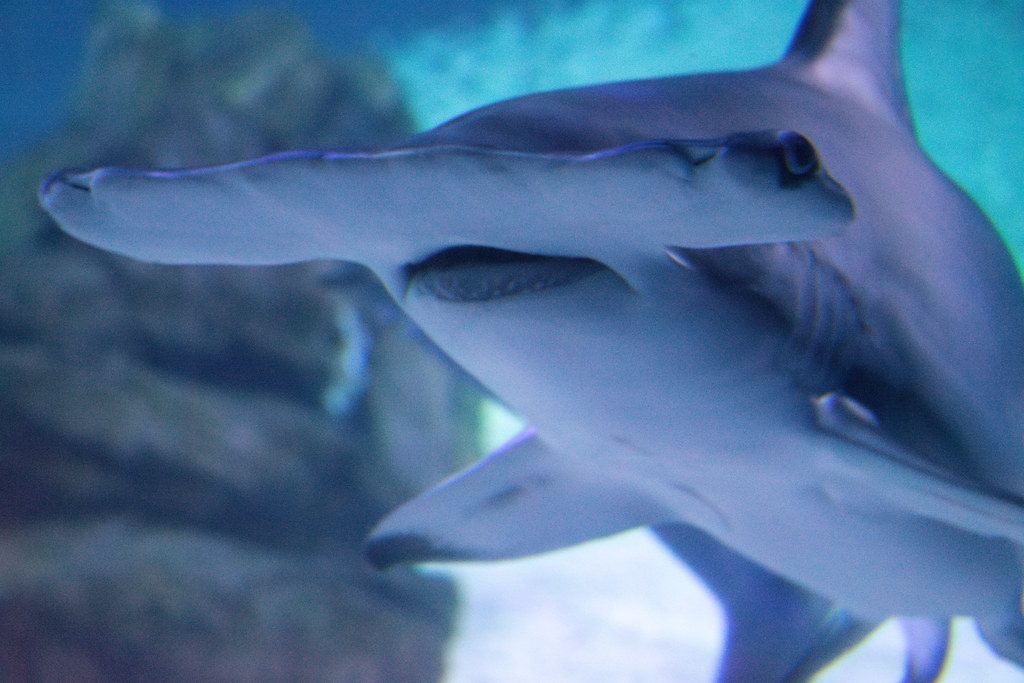 5 shark species known for the most powerful and destructive bites