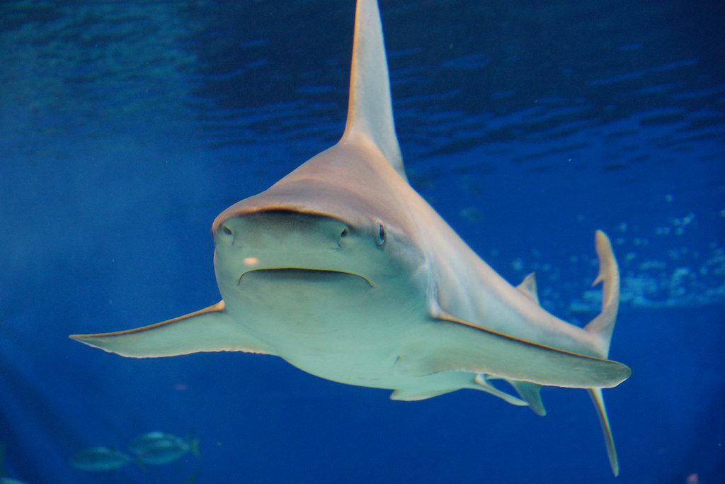 5 shark species known for the most powerful and destructive bites