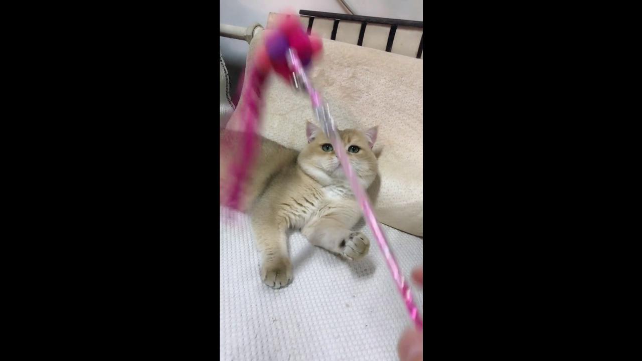 Adorable fluffy cat staring at pink wand during playtime