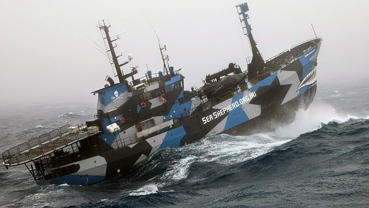 Violent high seas collision caught on camera during whaling standoff