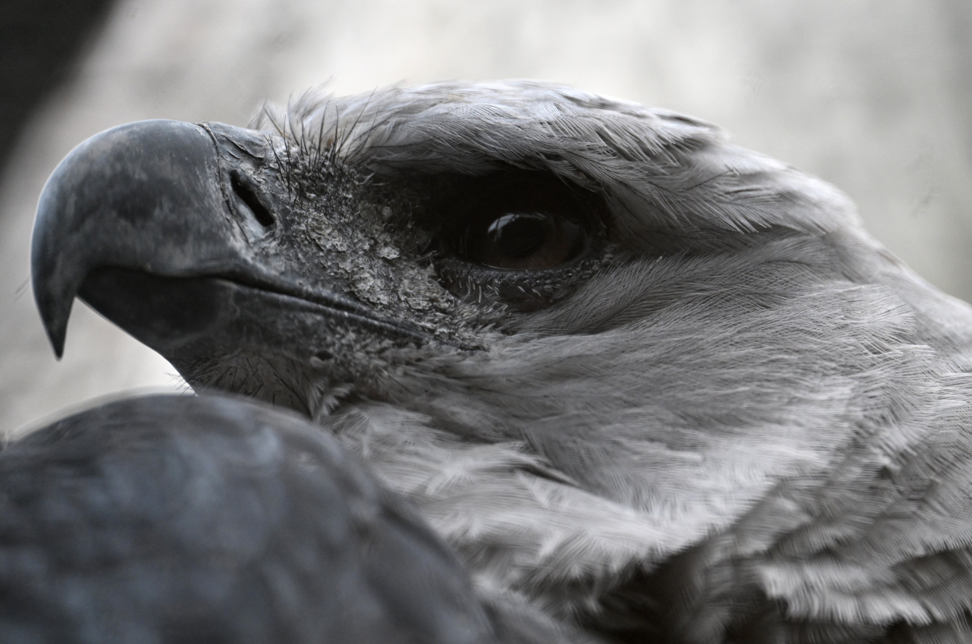 The most powerful animals in the world