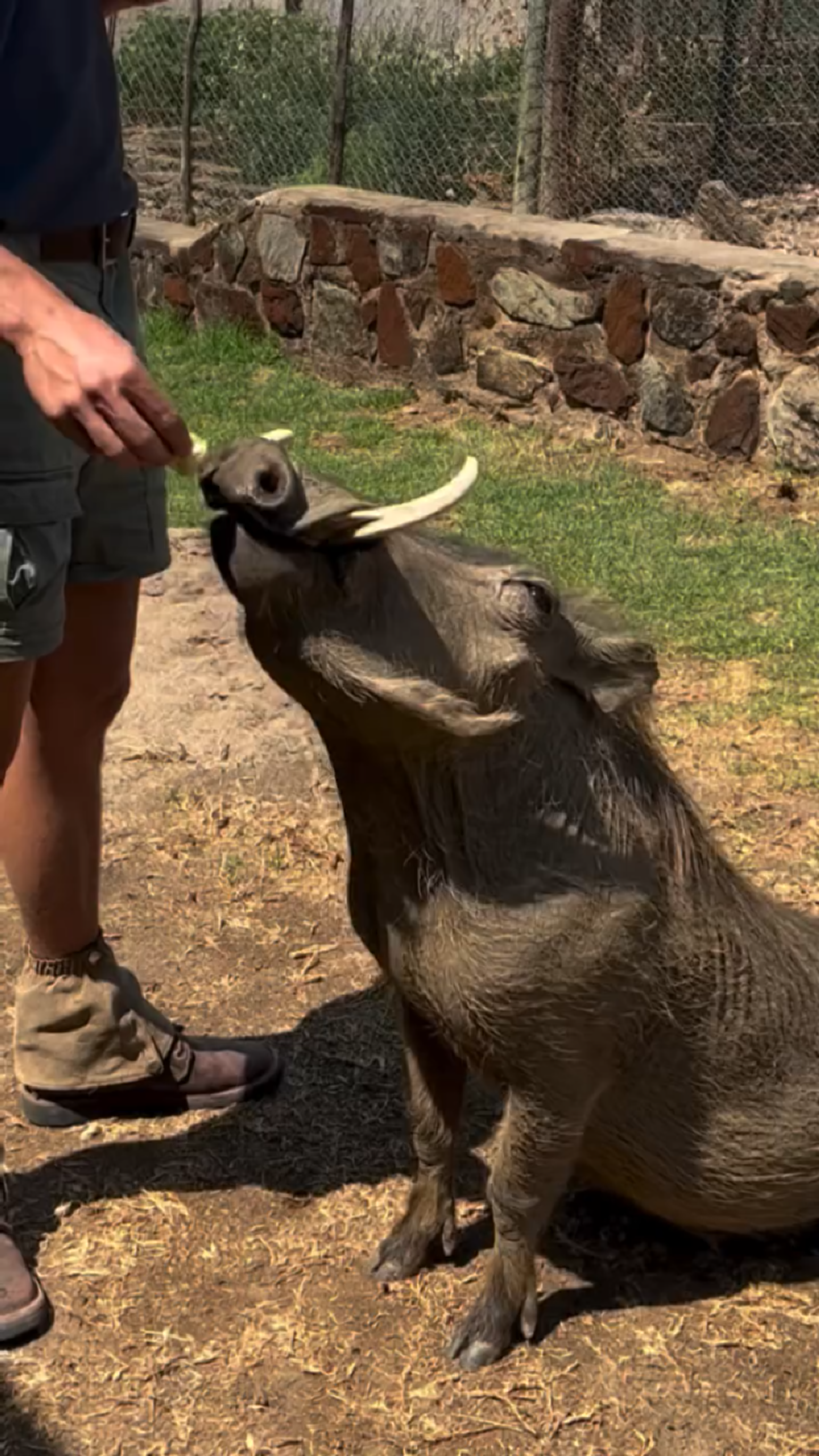 Meet Mika the warthog who thought she was a dog