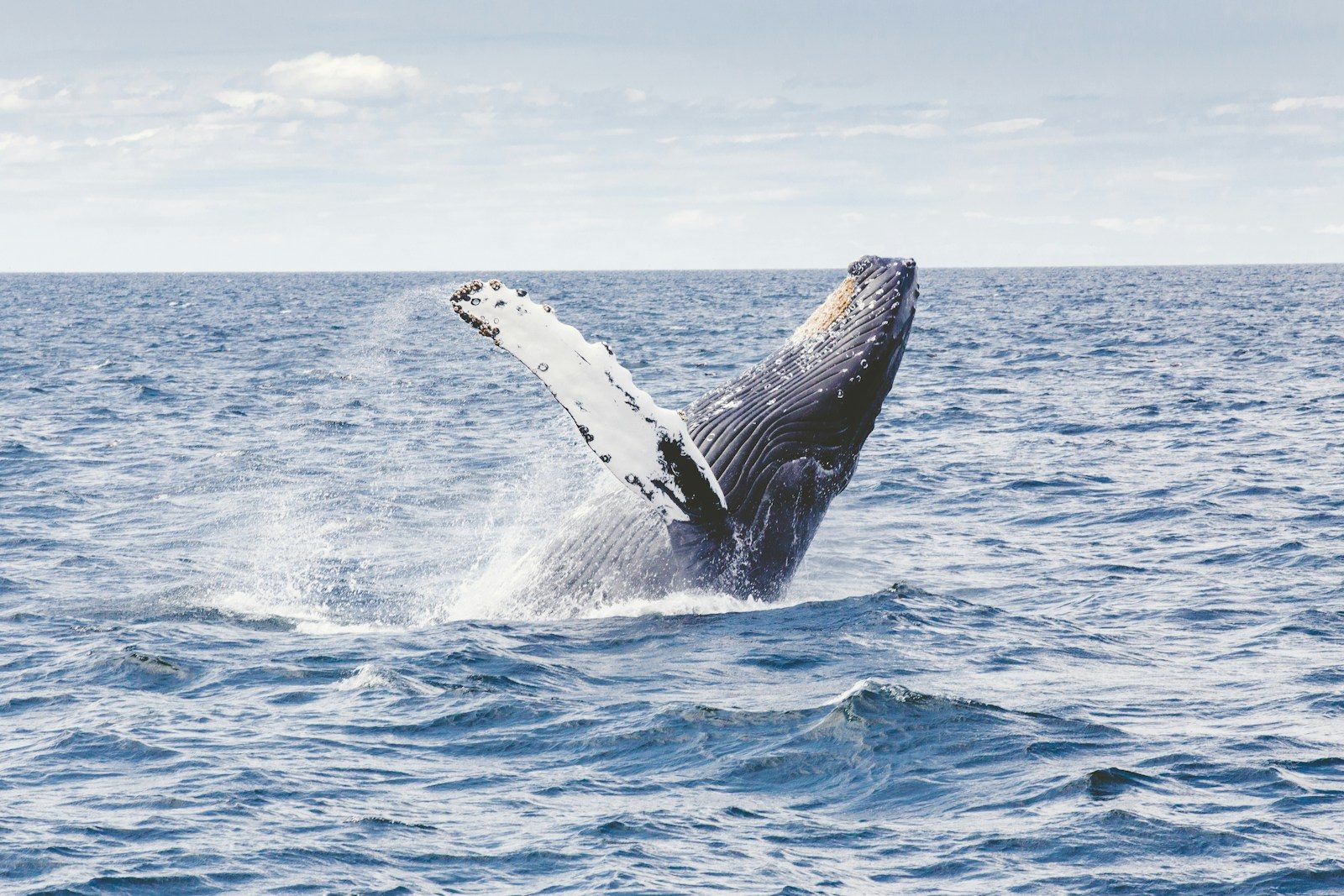 7 rare mammals you’re almost never going to see in the wild