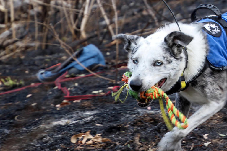 Dog wanted: Australian conservation group is looking for a new koala ...