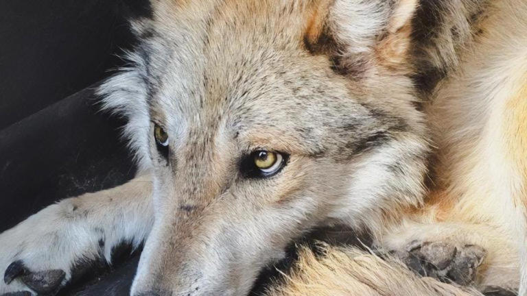 Liberan tres ejemplares de lobo mexicano en Chihuahua | VIDEO