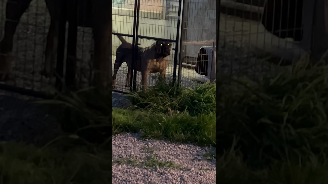 Meet this 220-pound guard dog