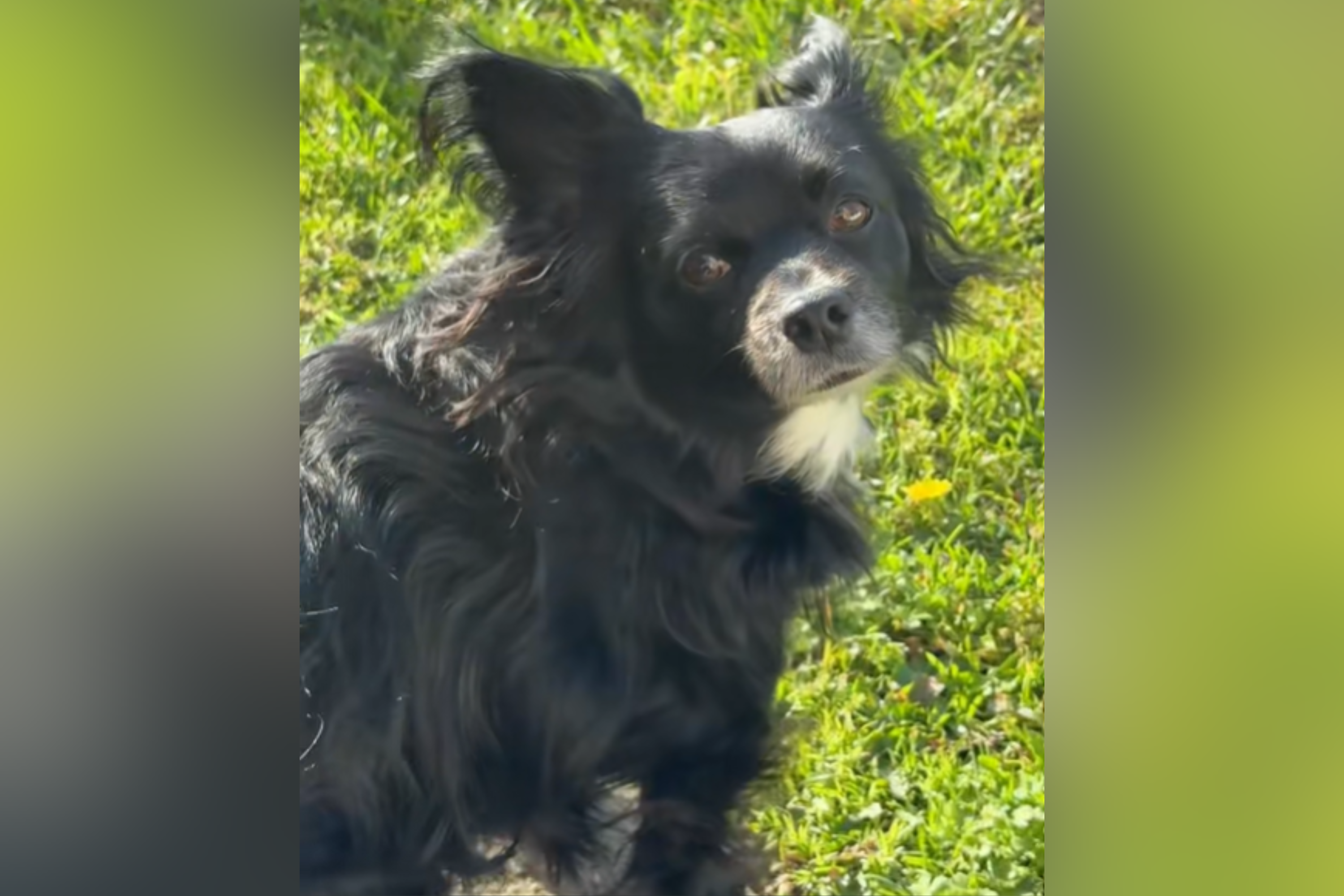 Dog encounters unexpected toy thief—a year later he still remembers