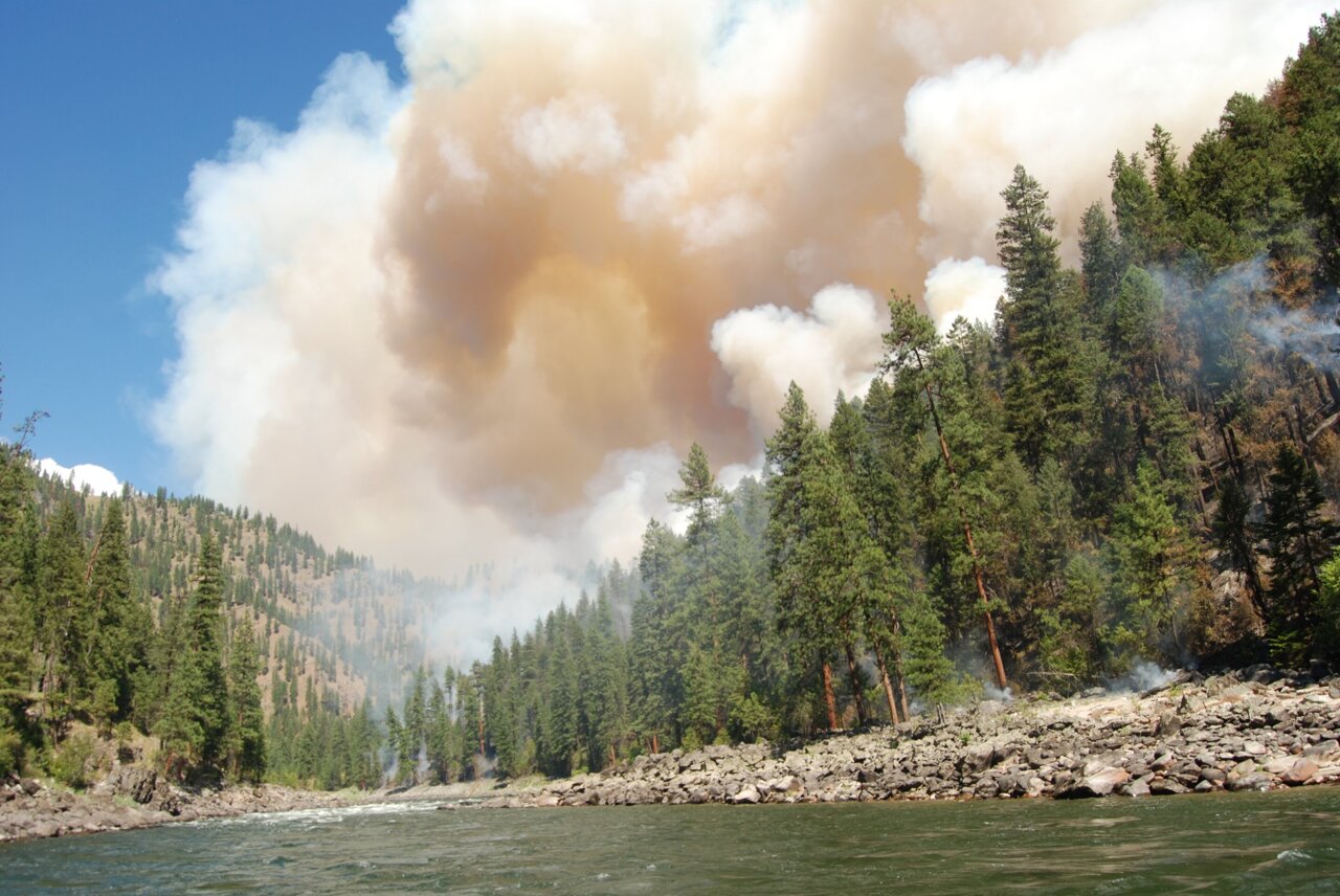 Carbon markets underestimate the risks US forests face from climate ...