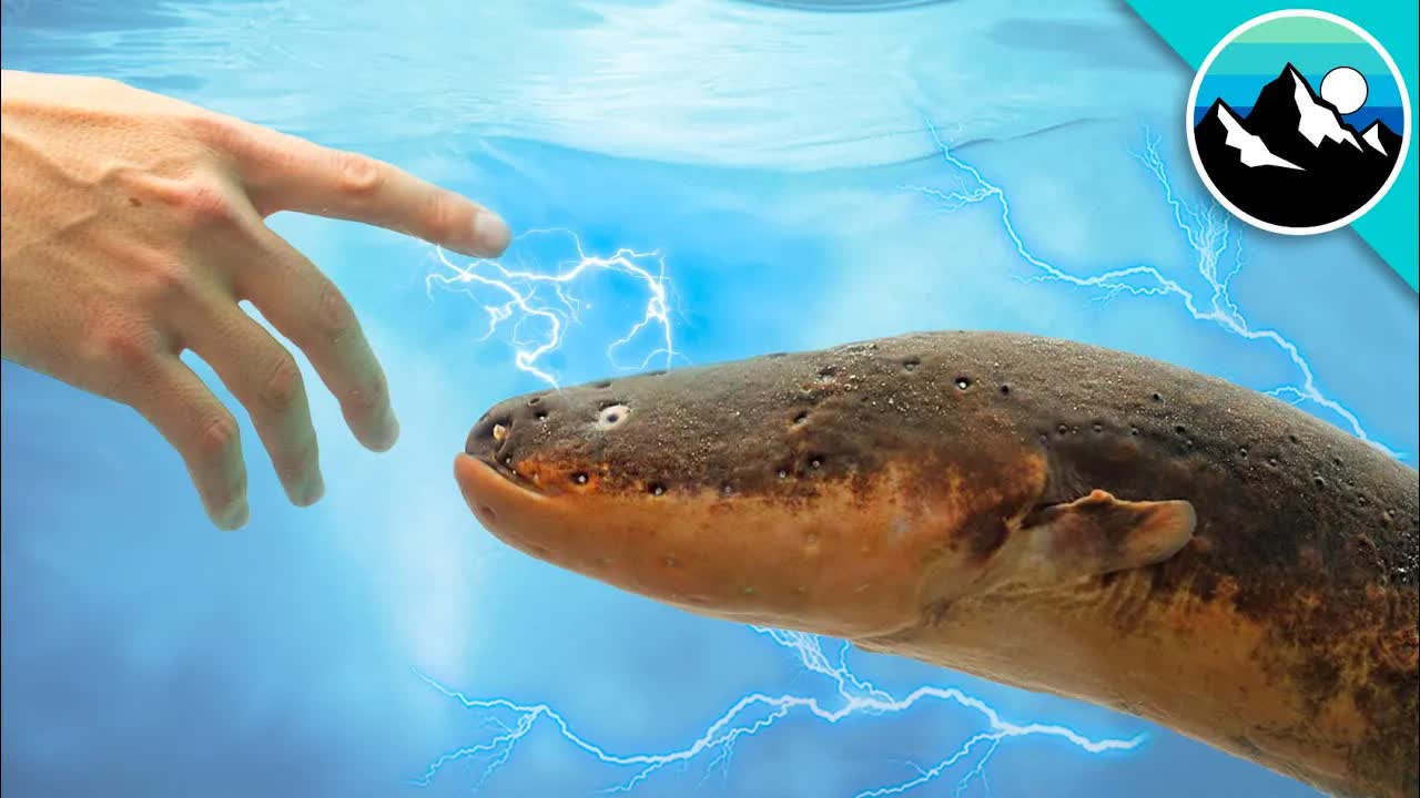 Shocked by an electric eel!