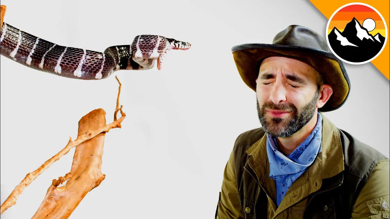 Will this snake strike me? - My best snake encounters!
