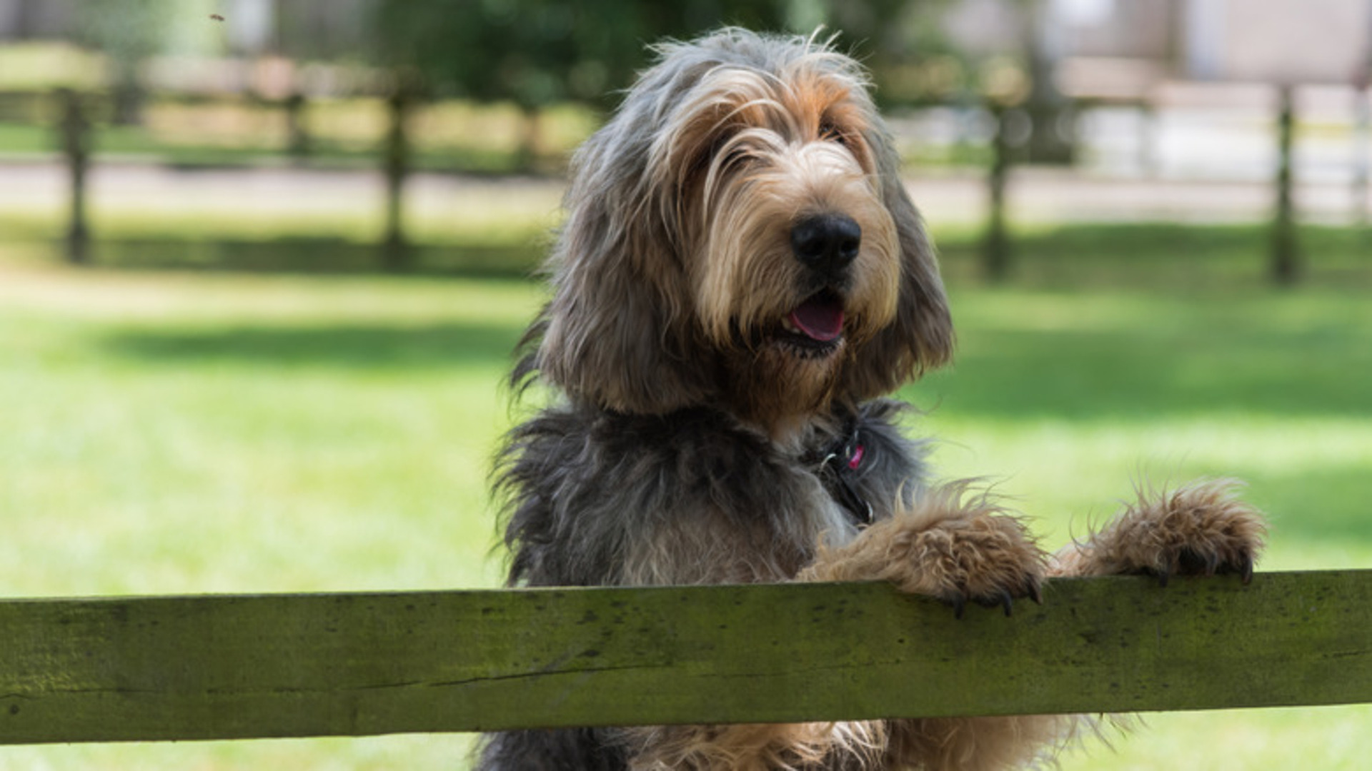 6 once-popular dog breeds you rarely see today