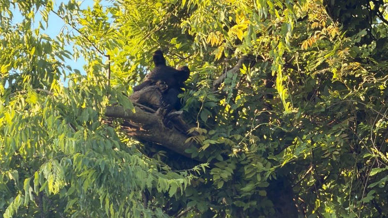 TWRA reminds residents how to handle encounters after bear visits ...
