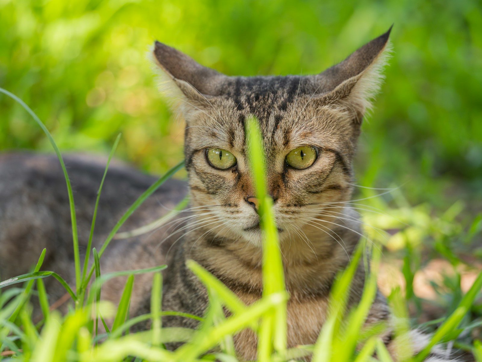 How to help a sick stray in your garden