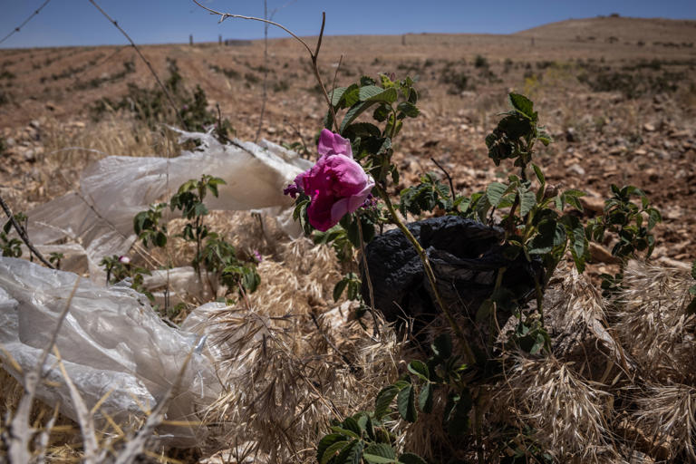 Plastic bags aren’t recyclable – here’s what to do instead