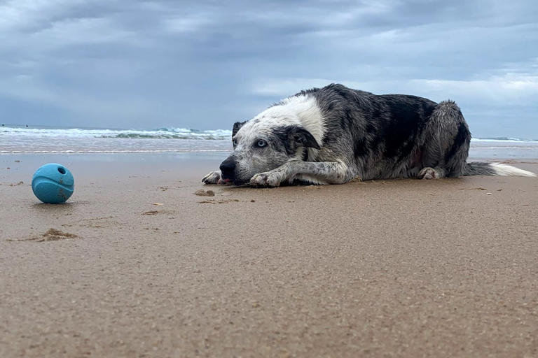 Dog wanted: Australian conservation group is looking for a new koala ...
