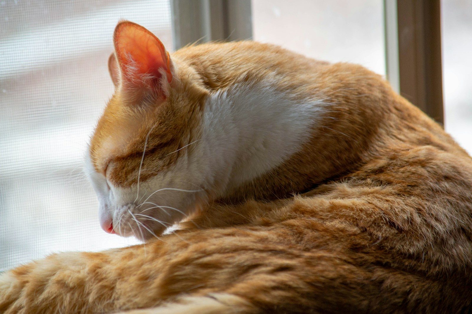 How a lonely cat survived eight months alone