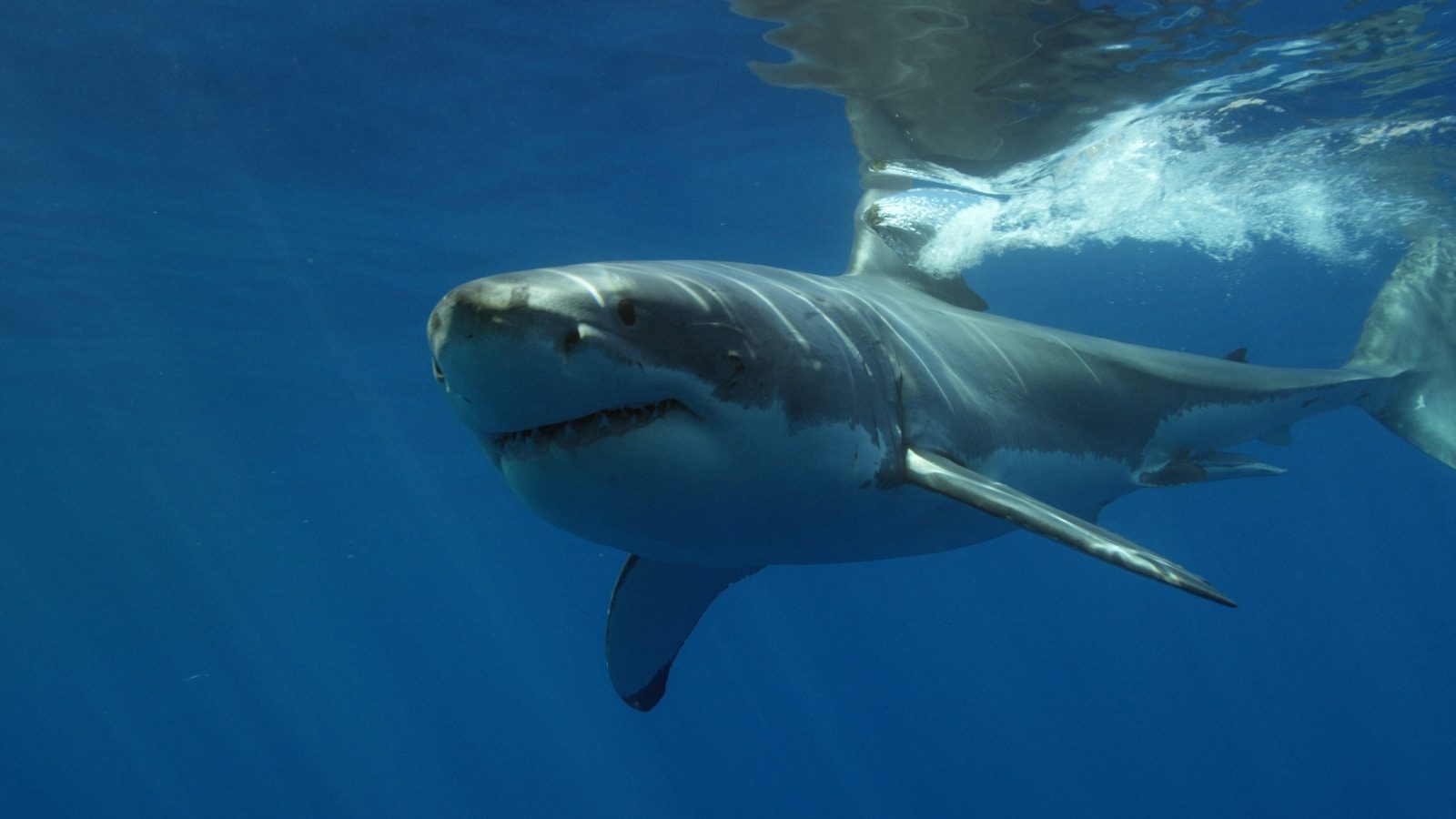 How a shark survives in deadly water conditions