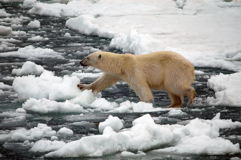 Dead polar bear tests positive for bird flu in first case of its kind ...