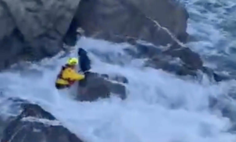 Moment stranded pet Labrador is rescued after plunging 60ft off a cliff ...