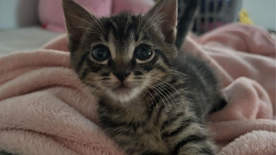 Kitten with 'the wobbles' finds forever family after rescue