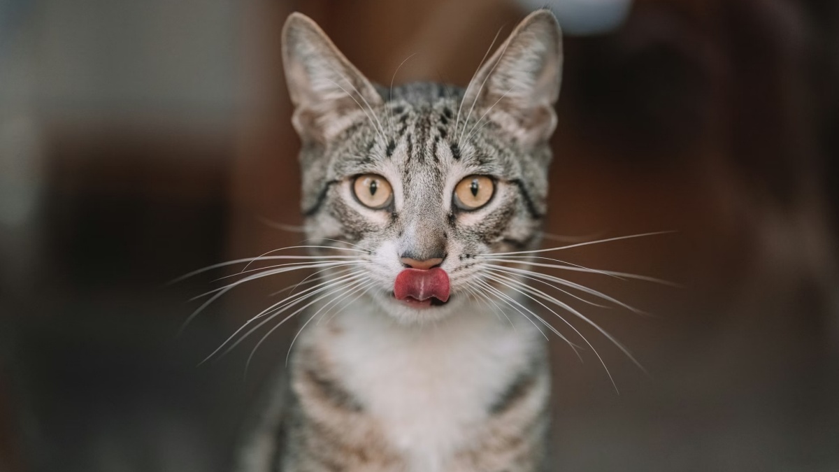 8 foods cats should never eat, according to experts