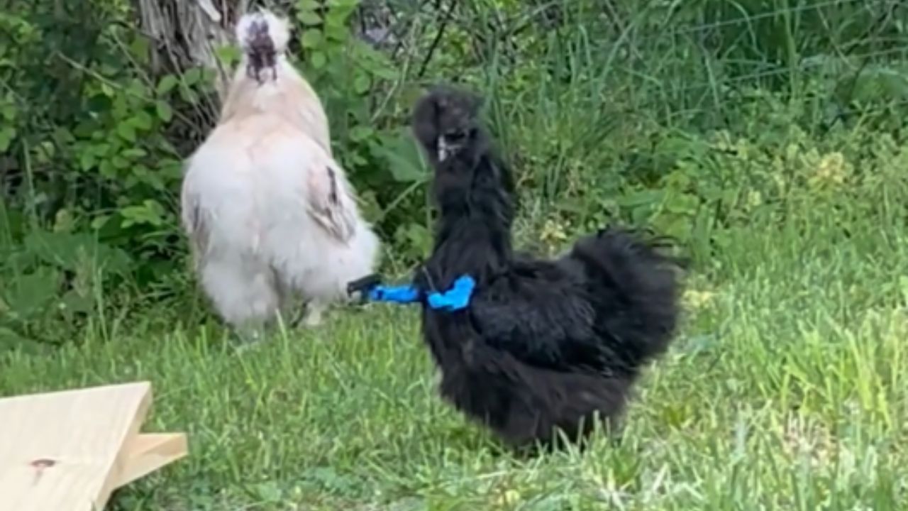 Silkie struts like it owns the coop