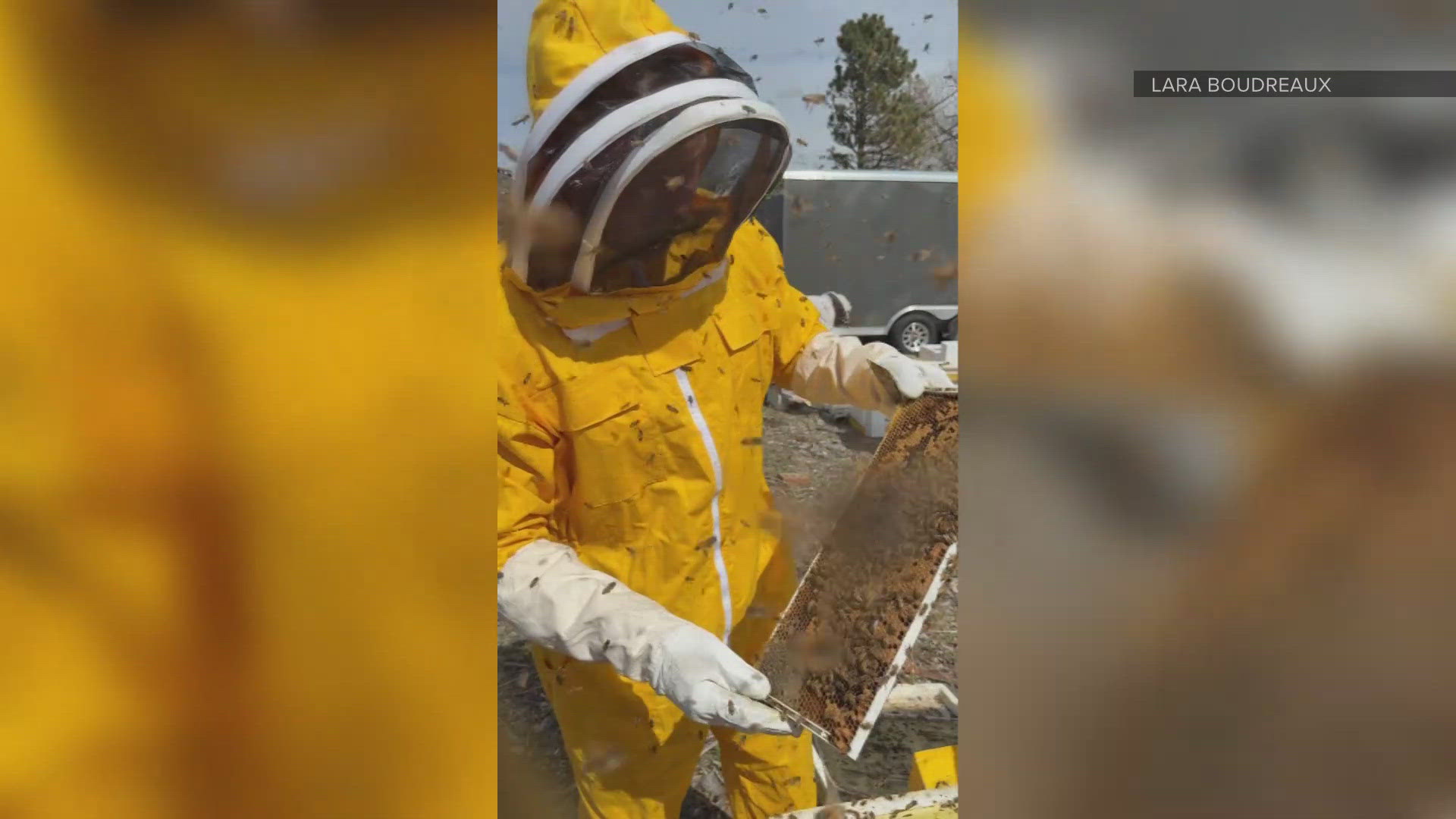 Colorado honey makers spotlight the importance of bees
