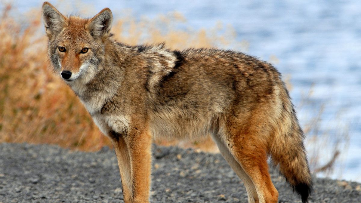 Trump administration lifted ban on 'cyanide bomb' used to kill animals ...