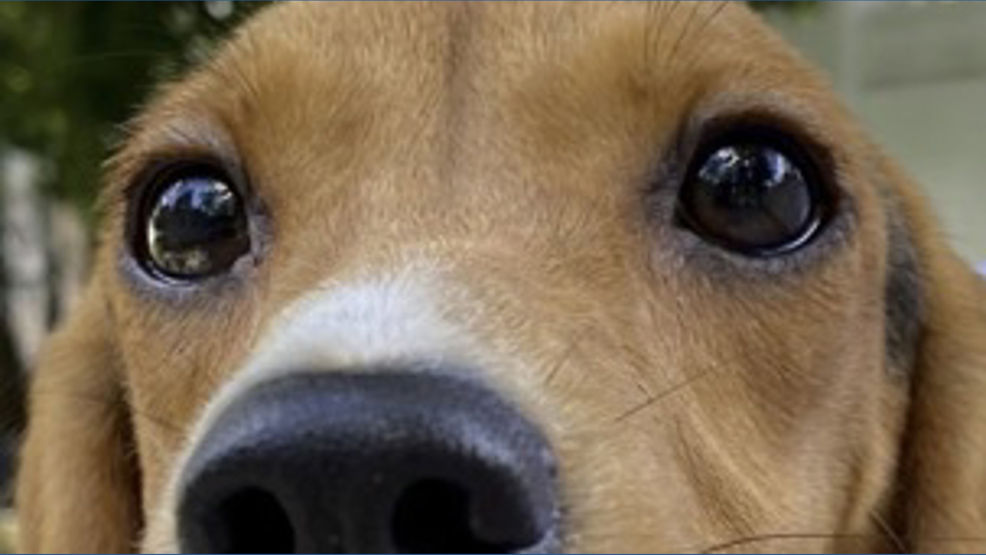 Today is National Rescue Dog Day