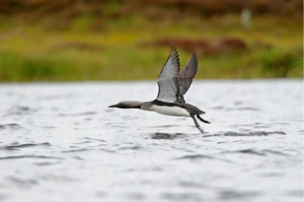 Rare protected seabirds spotted just off Wirral coast