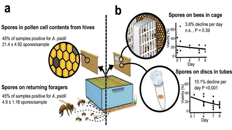 Honey bees found an unusual new food source that could change how a ...