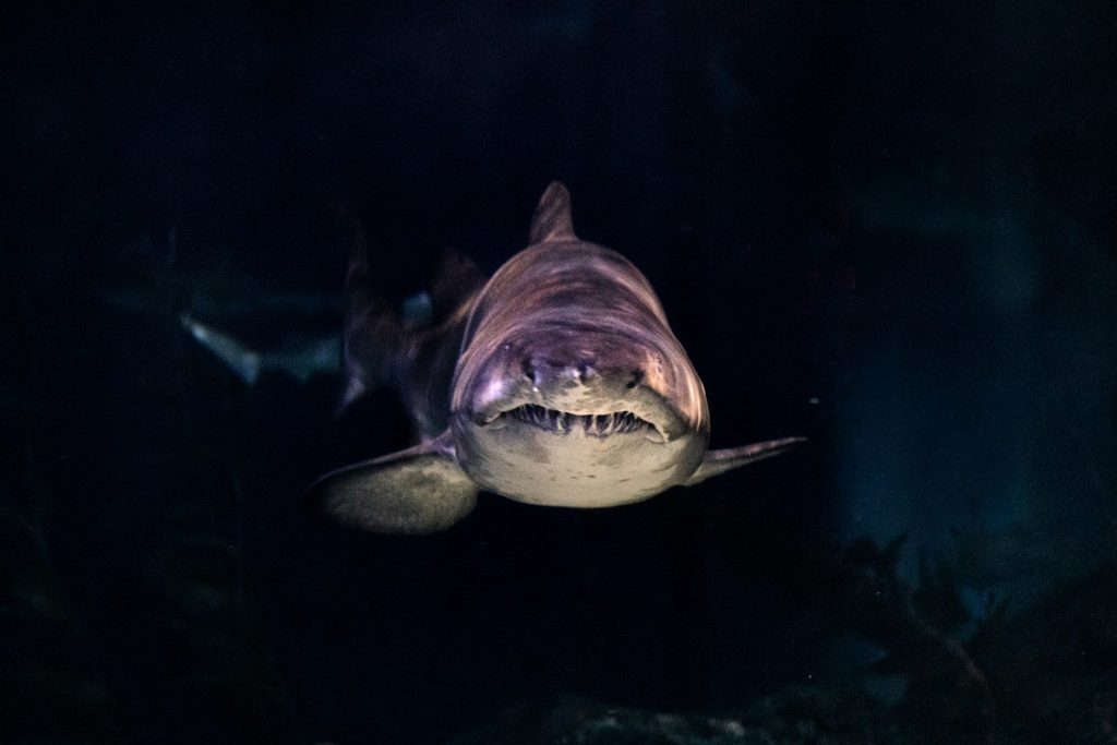 Animals that look like monsters but are gentle