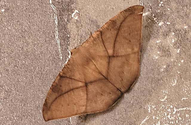 Lost for 50 years, moth found nowhere else on Earth resurfaces in ...
