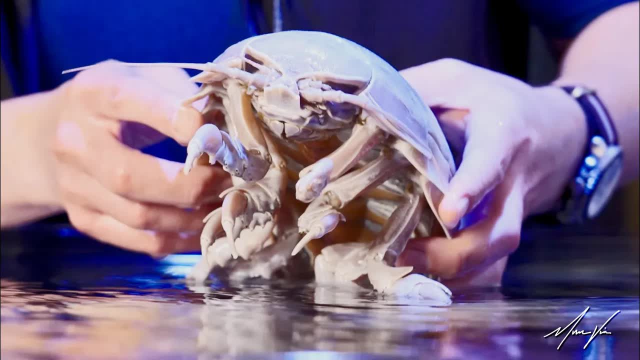 Holding a living alien! - Deep sea isopod