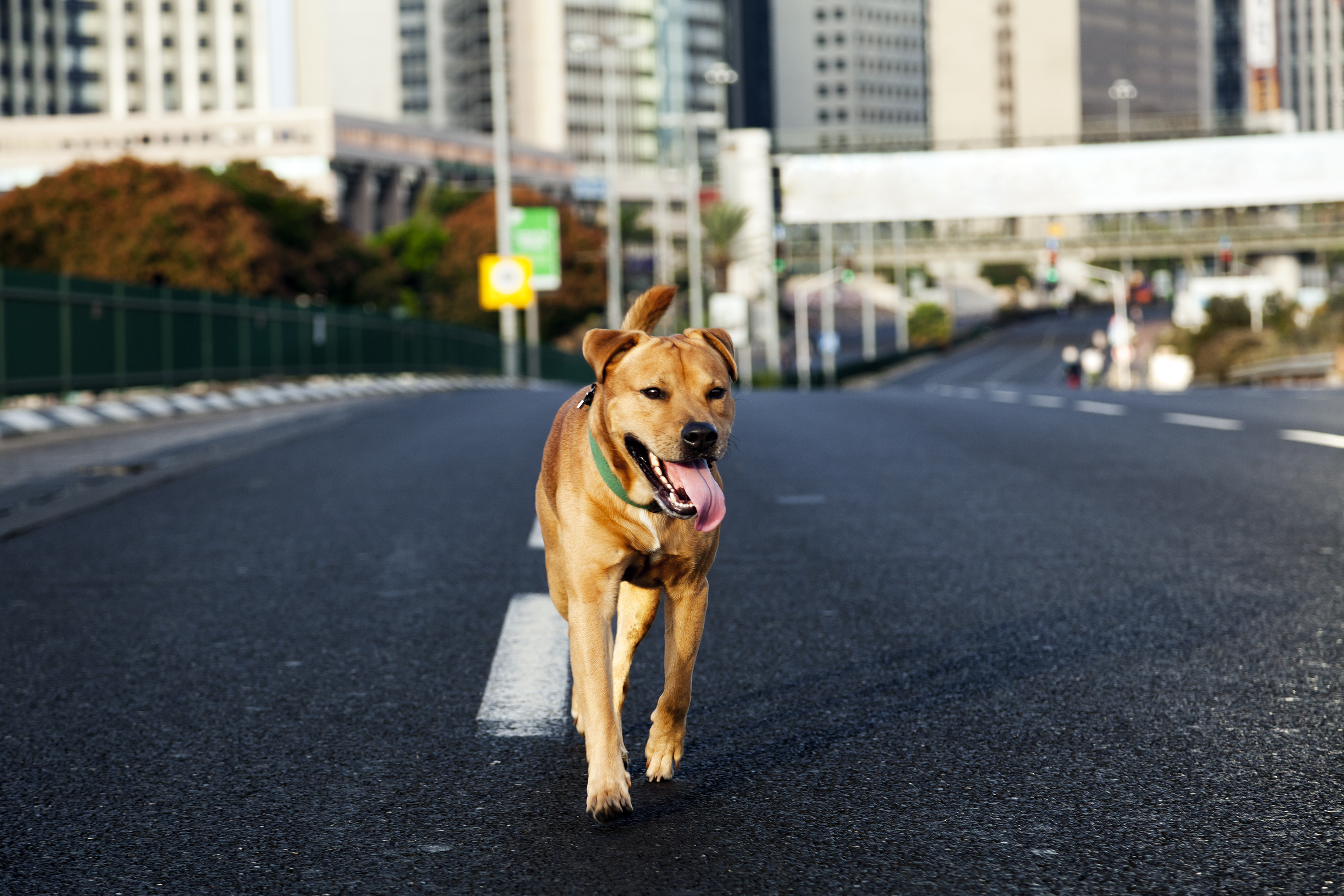 Owner clueless where missing dog went for hours, weeks later meets stranger