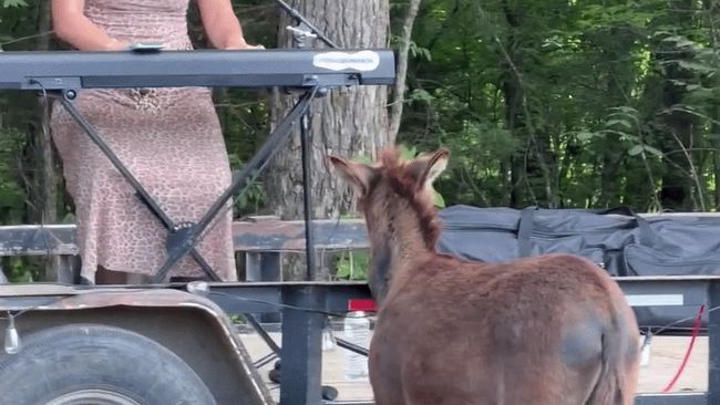 Donkey digs Fleetwood Mac cover