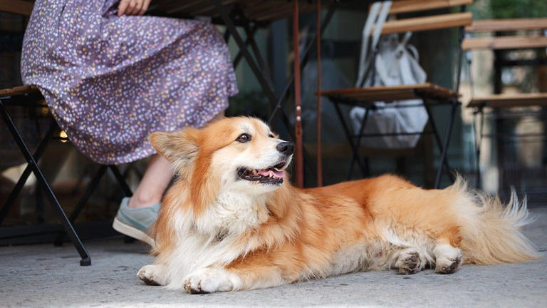 Gordon Ramsay responds to 'overexaggerated' reaction after alleged dog ...