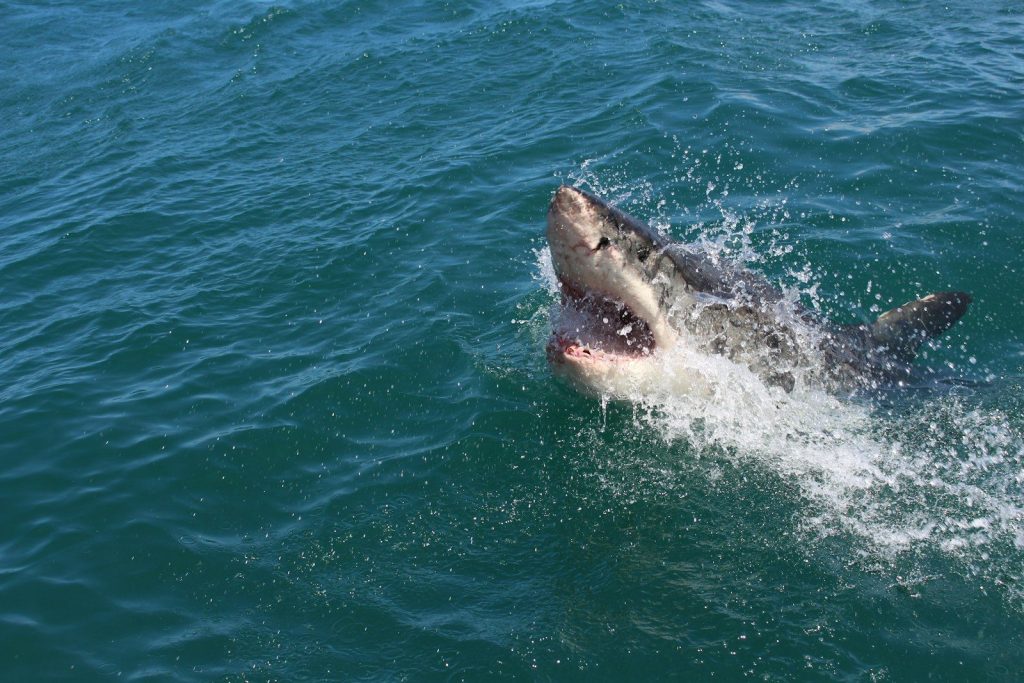 How a shark survives in deadly water conditions