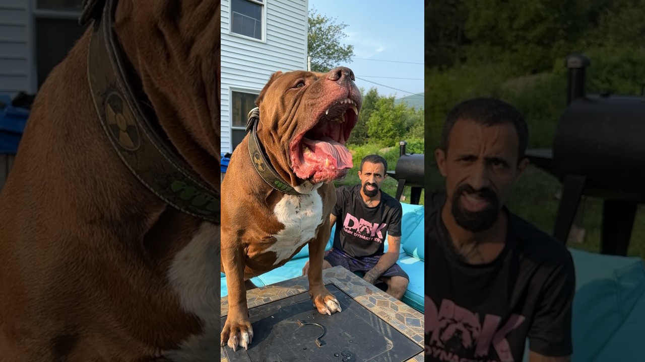 This dog simply walks up to say hello
