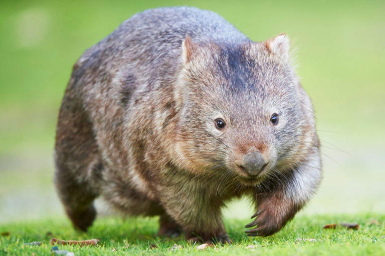 Influencer who sparked backlash for stealing screaming wombat from its ...