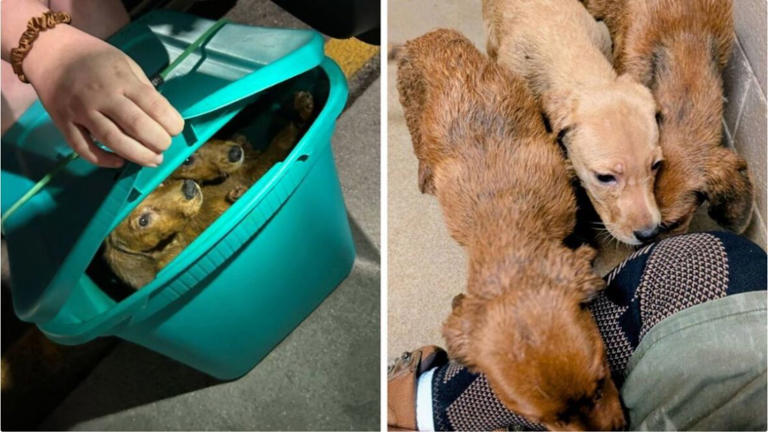 Puppies found trapped in filth inside plastic container—four charged in ...
