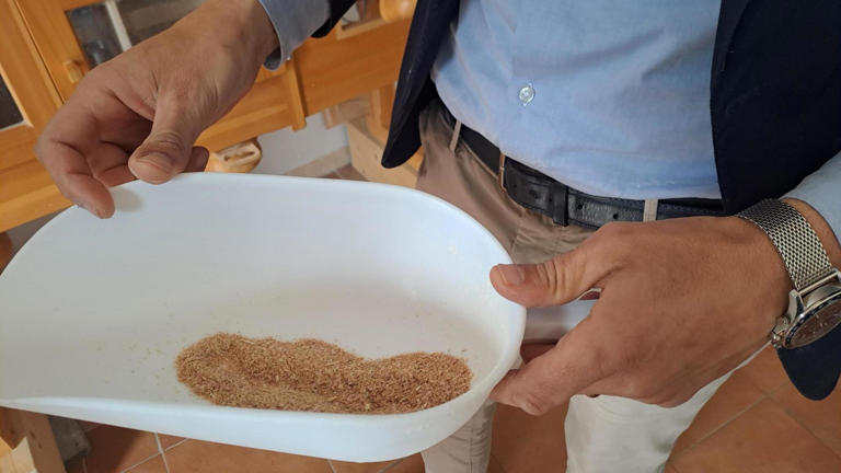 Venti spighe in un vasetto, a Lipari la riscoperta del grano "Margherito"