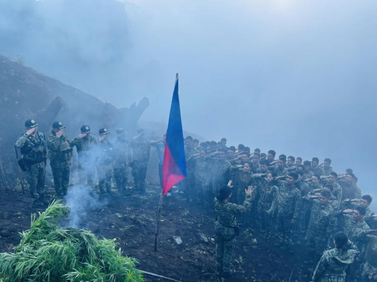 Kalinga police destroy P228M worth of marijuana in major drug operation