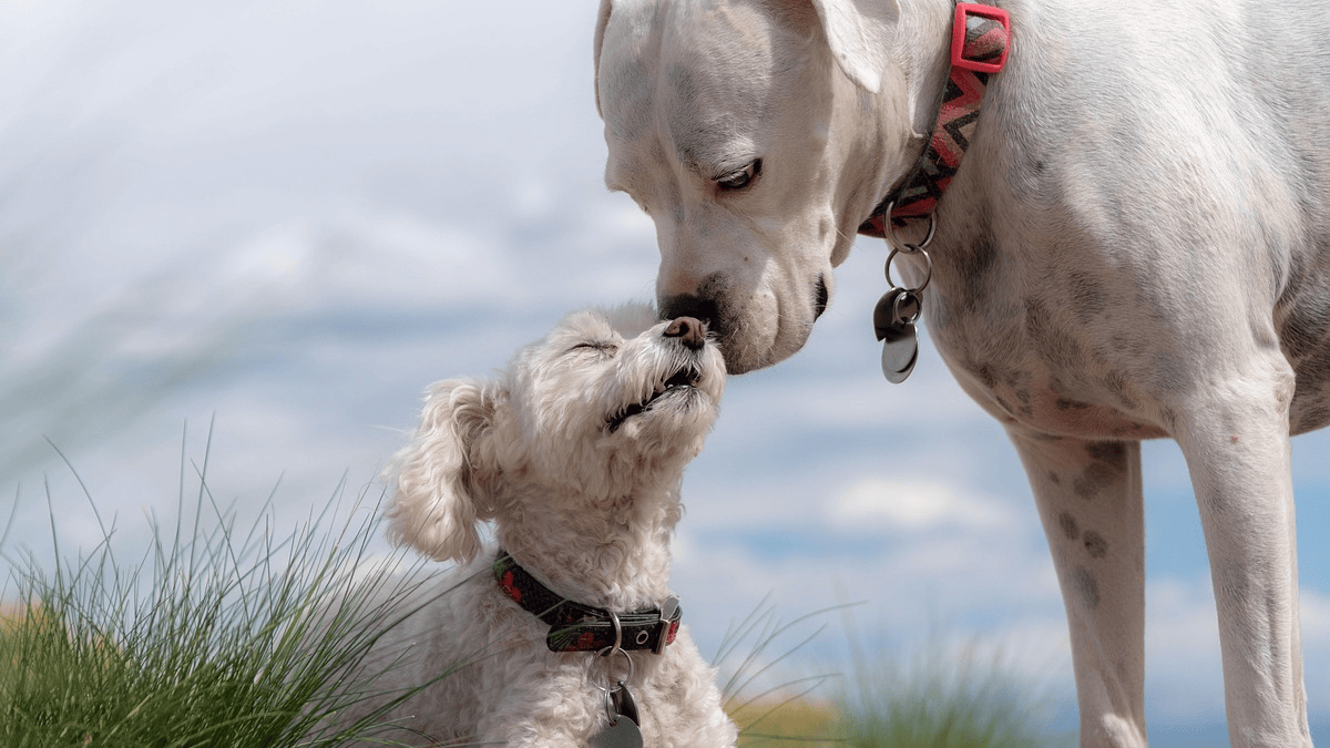 Happy dogs: why socialization is more important than many owners believe