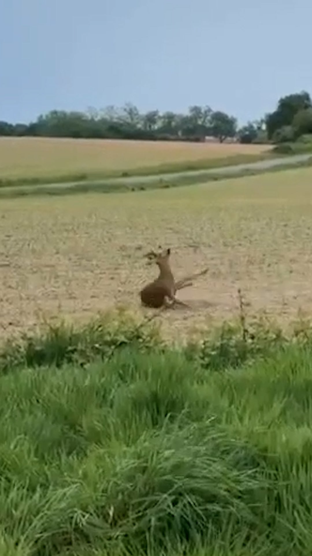Spring brings out drunk deer