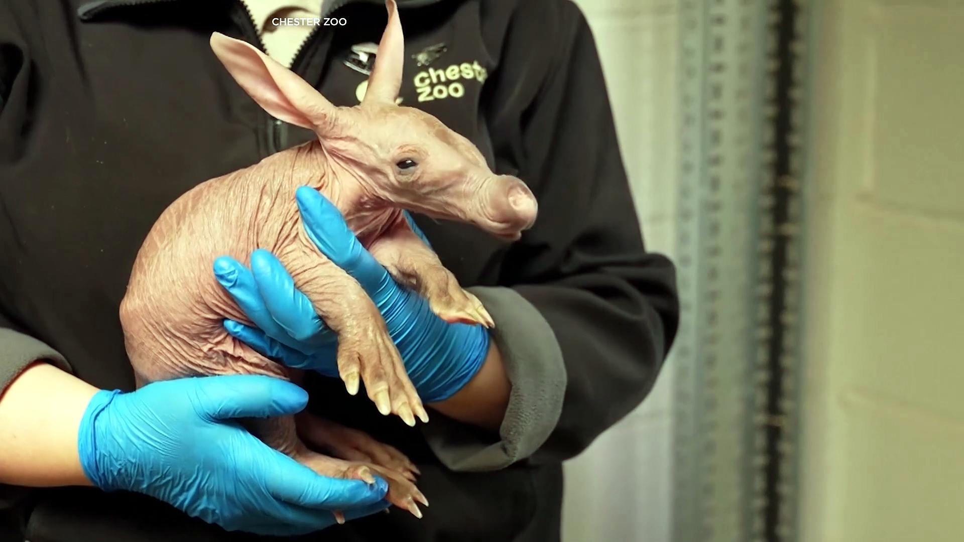 Rare aardvark born at UK’s Chester Zoo