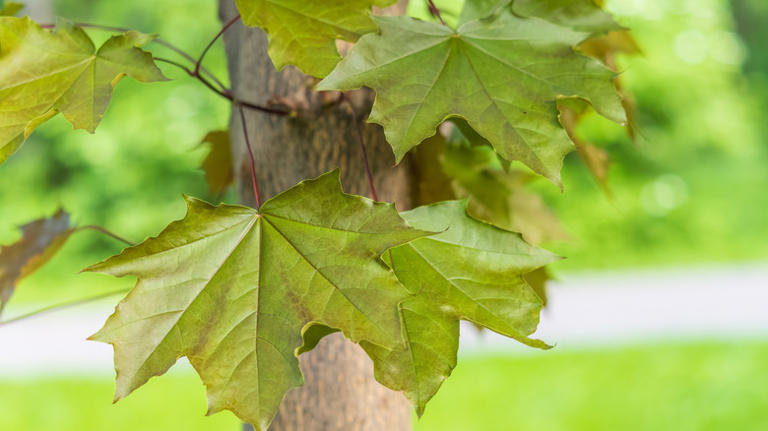 What to do if you find a silver maple tree in your yard