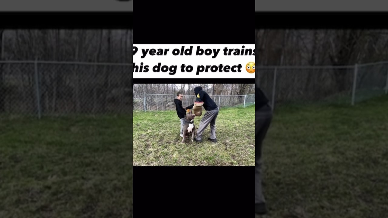 A 9-year-old trains his pitbull with incredible control