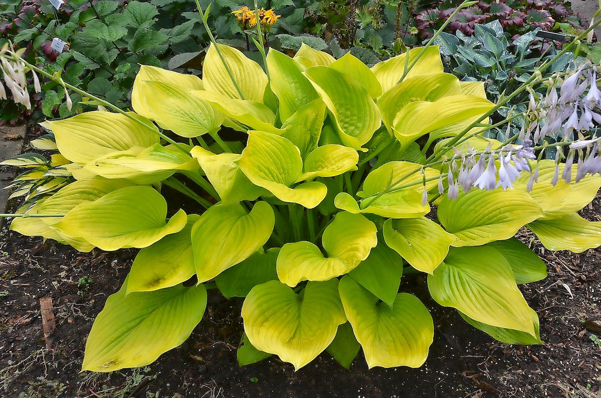 11 most popular perennial flowers for your garden